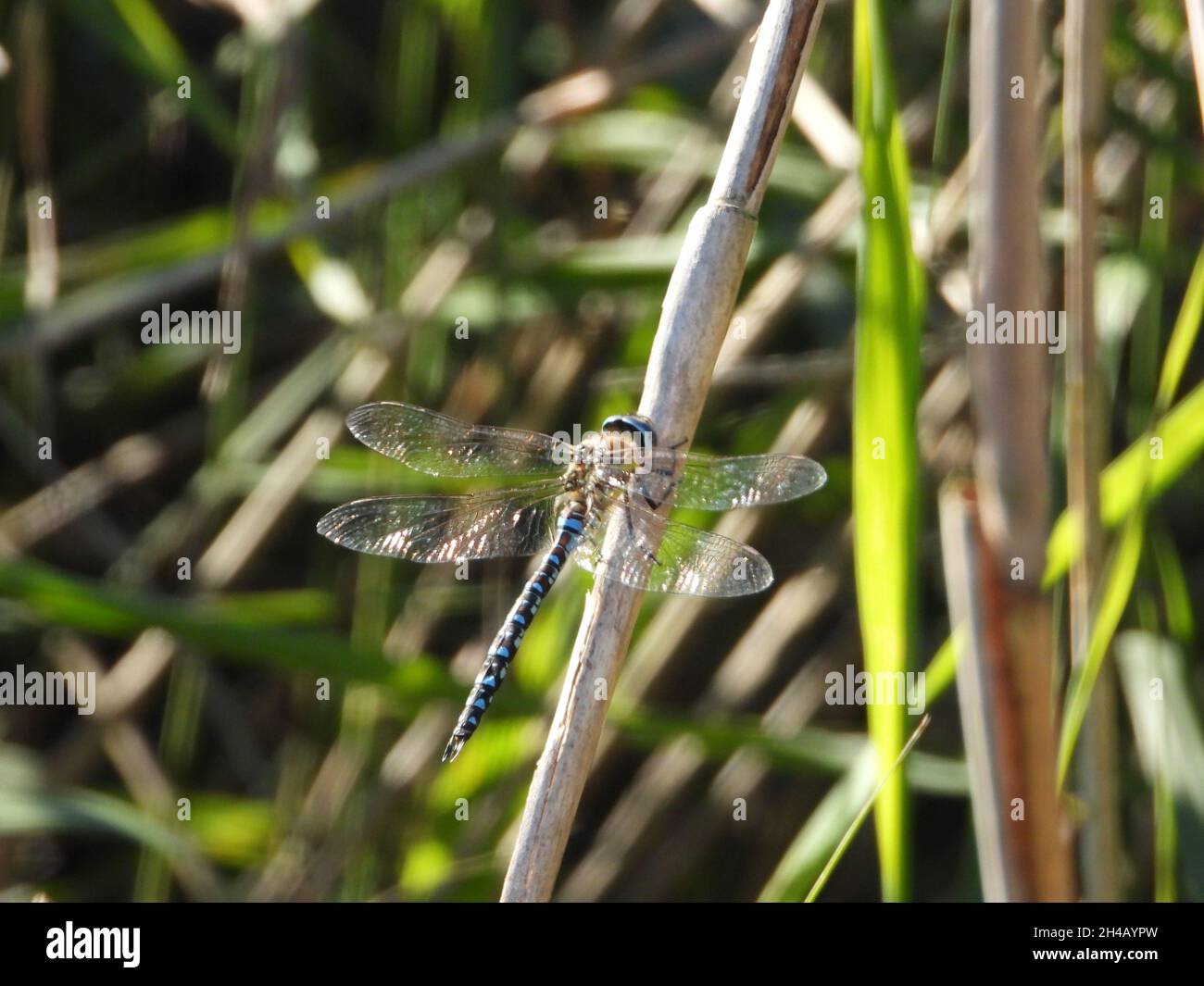 Close-up shot of an Odonata in daylight Stock Photo - Alamy