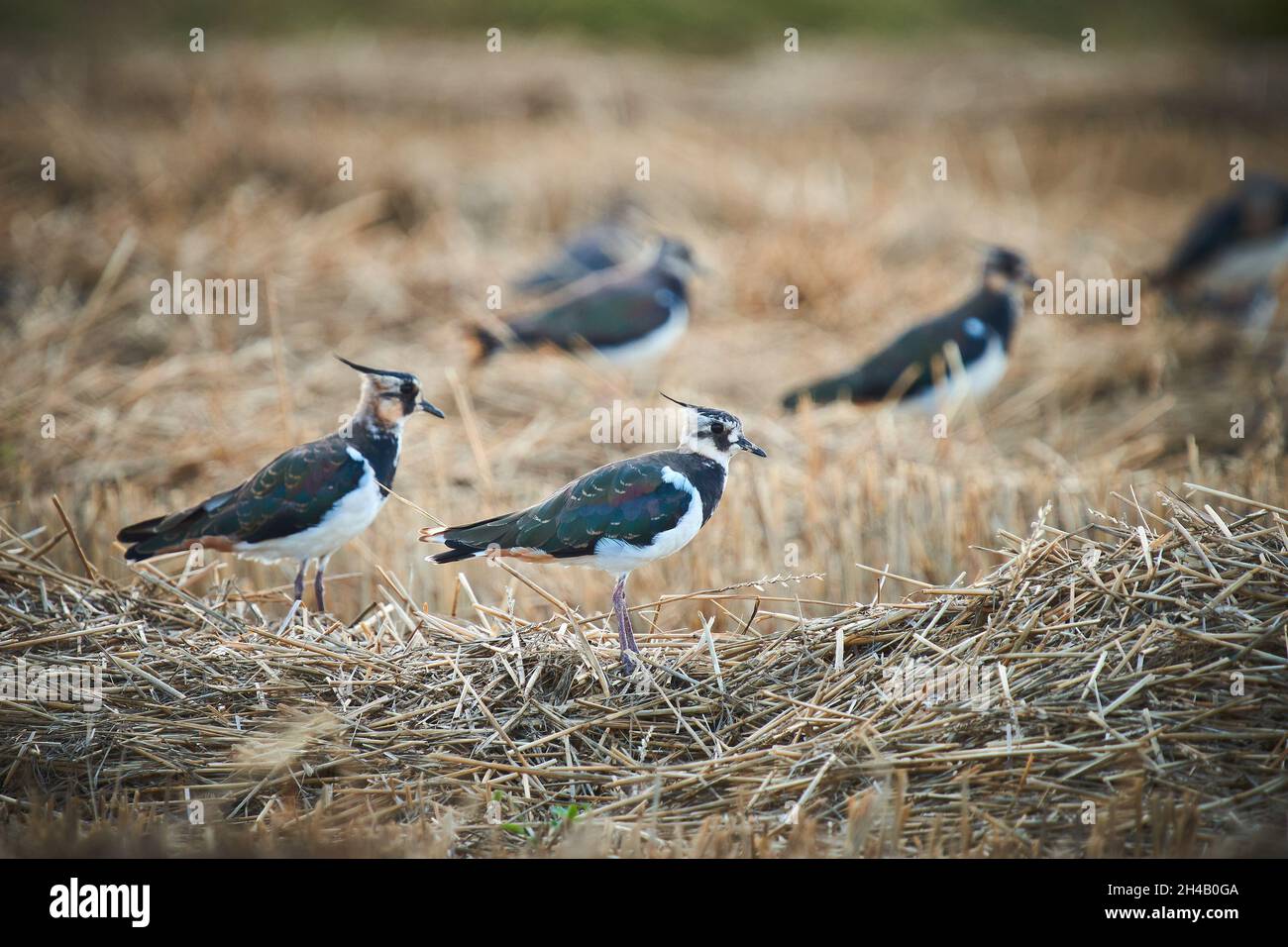 Flock of northern lapwing birds in a field of dry grass Stock Photo - Alamy