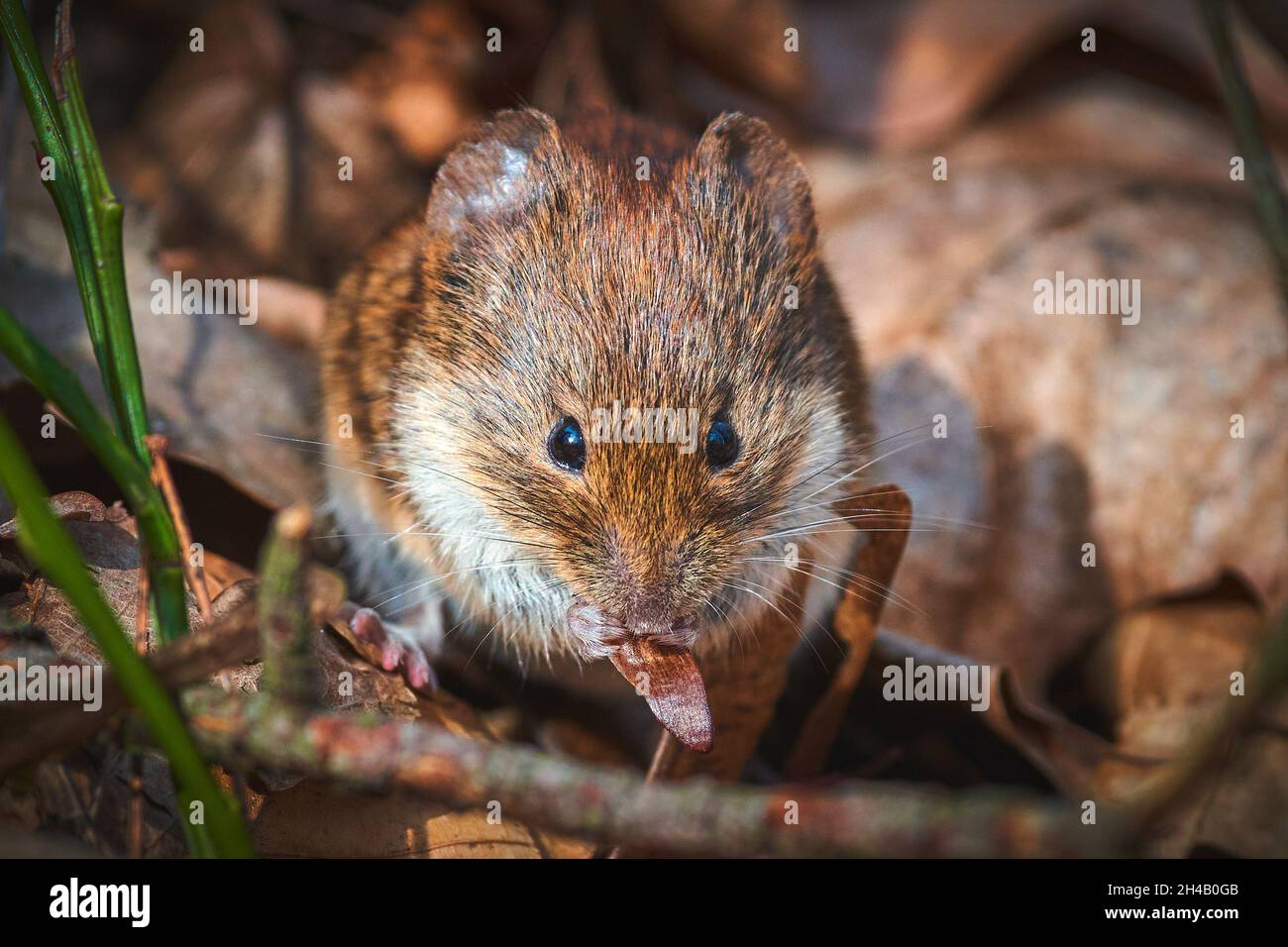 Dried rat hi-res stock photography and images - Alamy