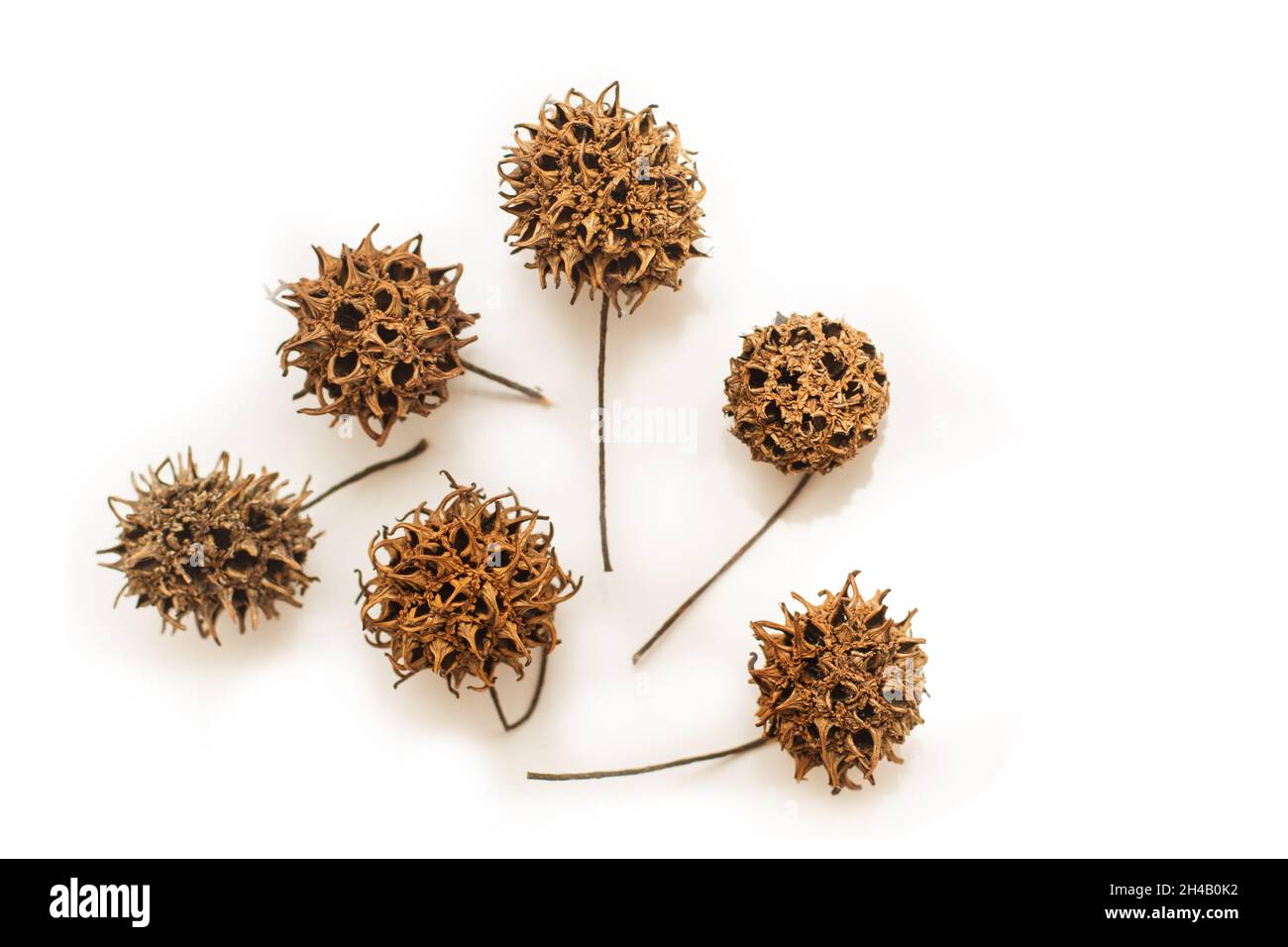 Sweet gum tree fruits isolated on a white background Stock Photo - Alamy