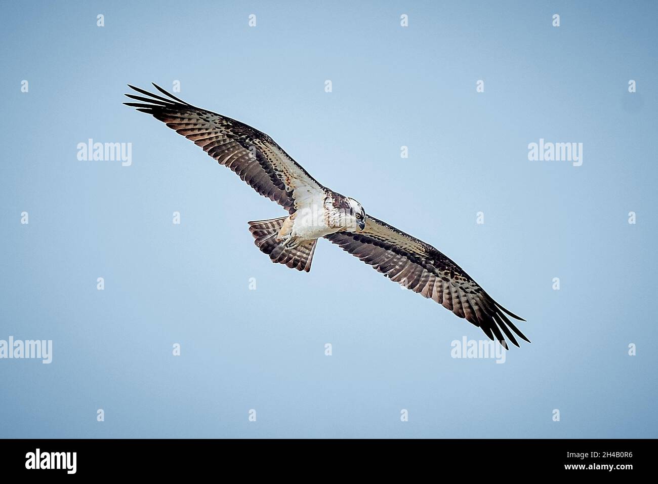 Low-angle shot of a falcon flying in a clear blue sky Stock Photo - Alamy