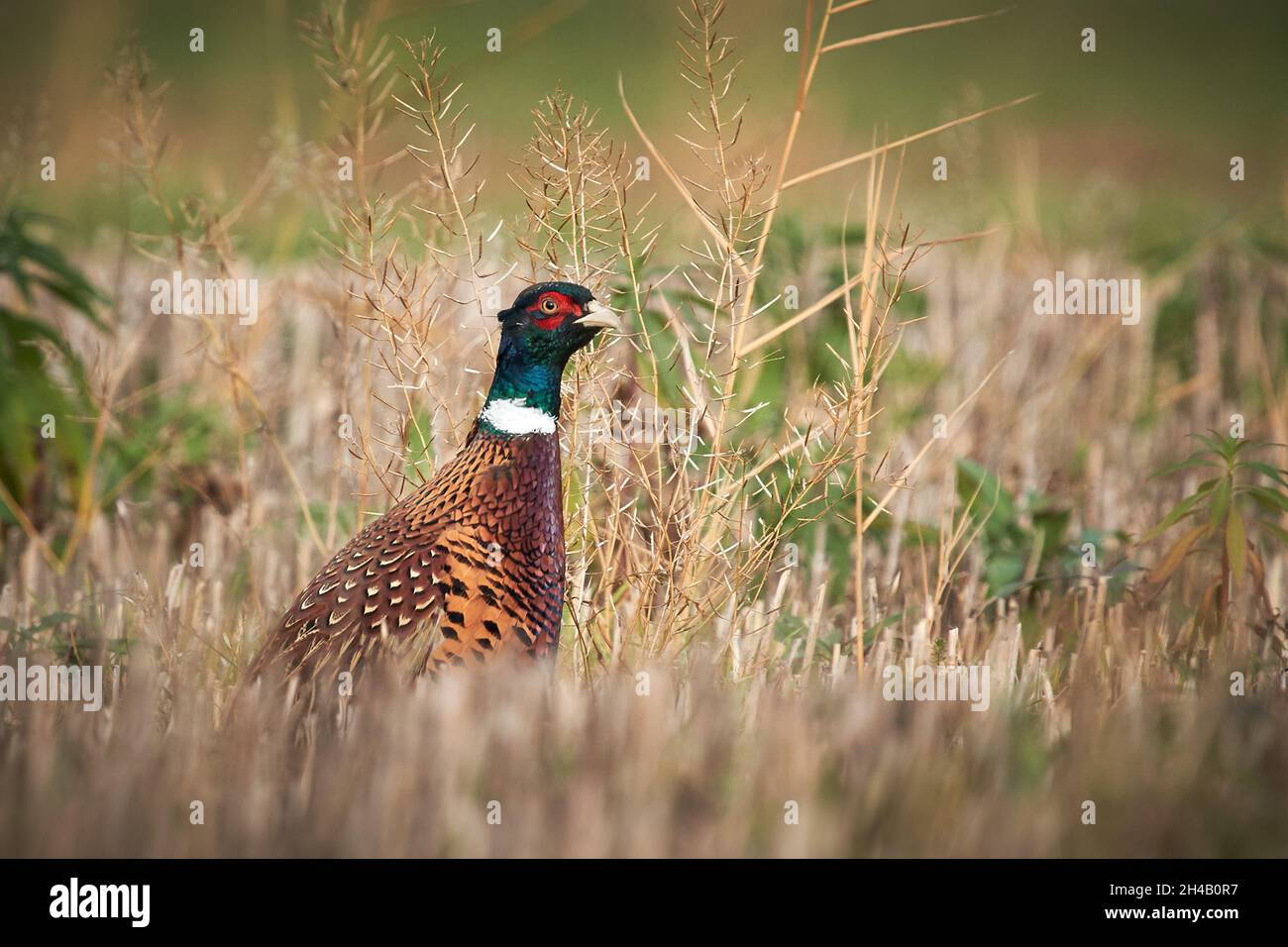 Ring-necked pheasant walking in a field of dry grass Stock Photo - Alamy