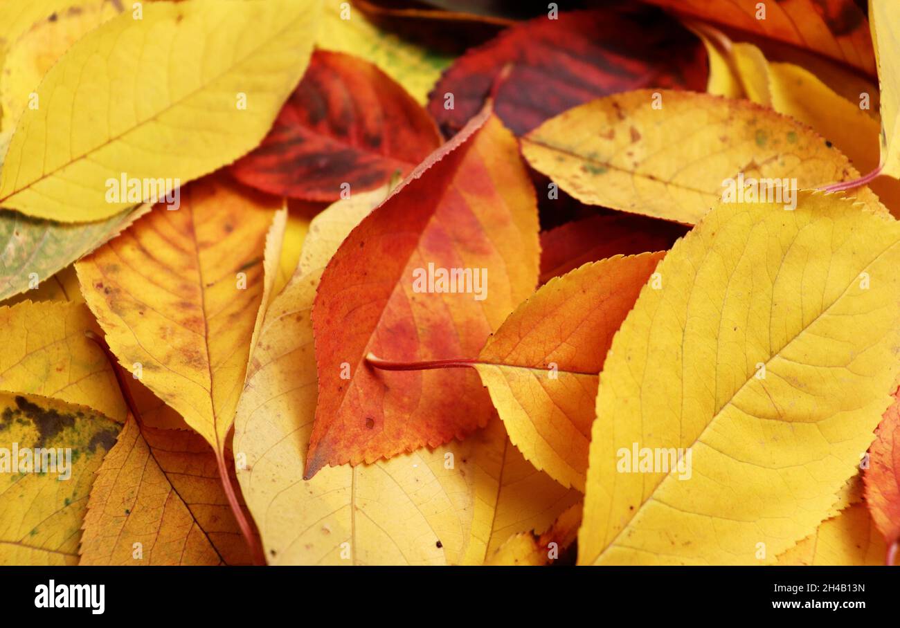 Abstract colorful falling leaves for autumn background. Natural october ...