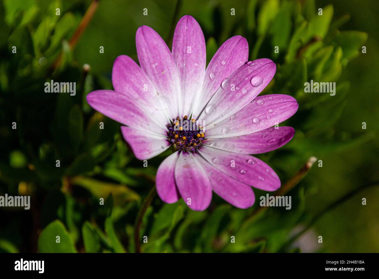 Macro shot of a beautiful African daisy outdoor Stock Photo - Alamy