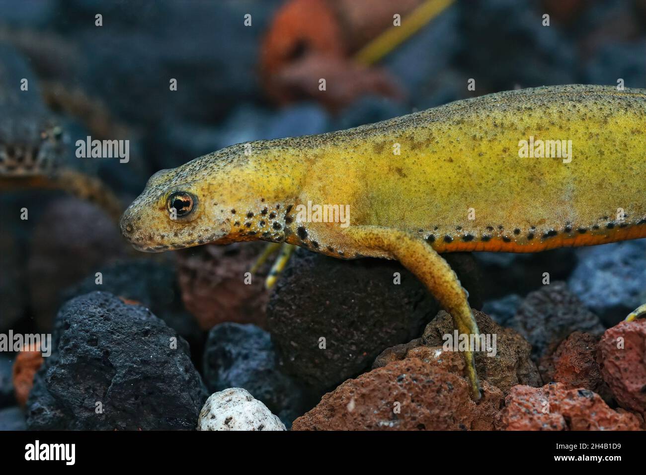 Closeup on an odd yellow color morph of a female Greek alpine newt ...