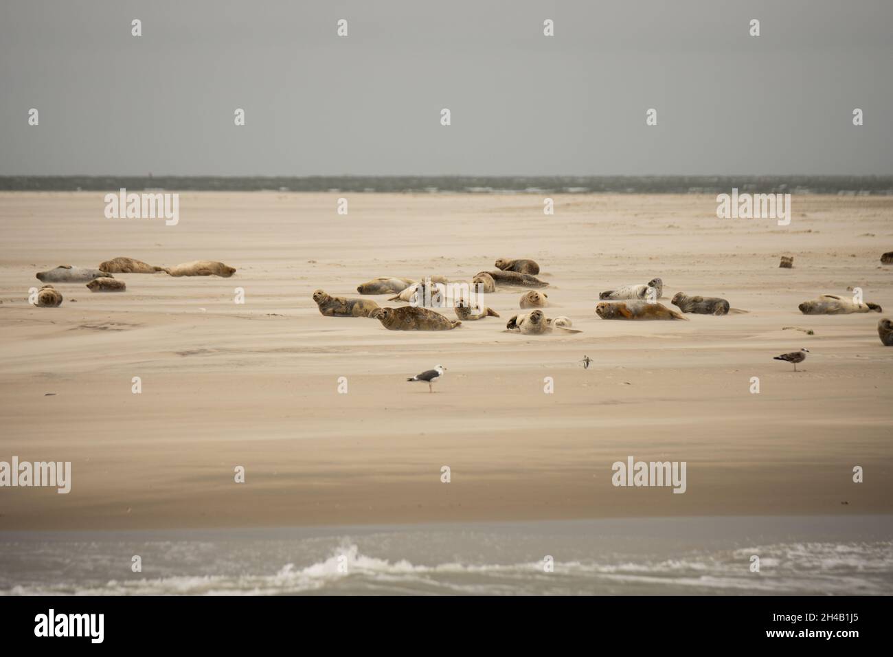 Common seals on a sandy beach Stock Photo - Alamy