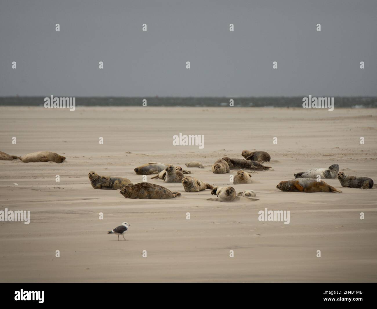 Common seals on a sandy beach Stock Photo - Alamy