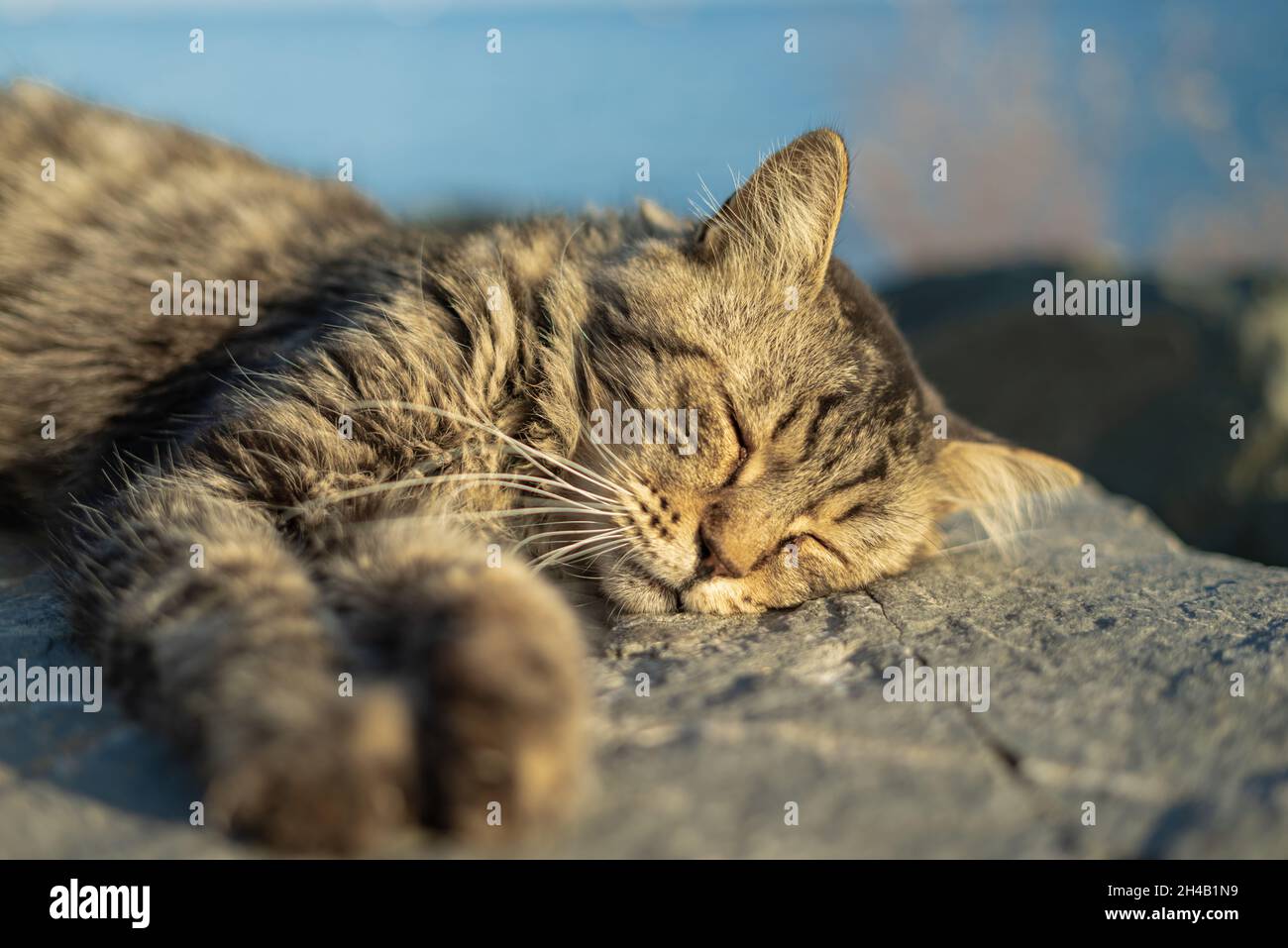 Leopard rock art hi-res stock photography and images - Alamy