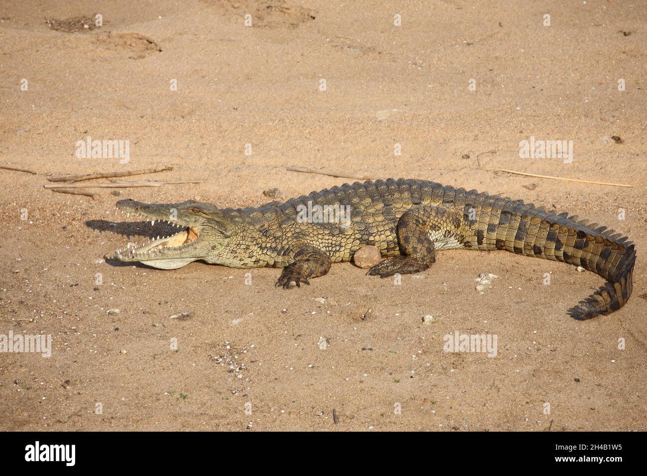 Nilkrokodil / Nile crocodile / Crocodylus niloticus Stock Photo - Alamy