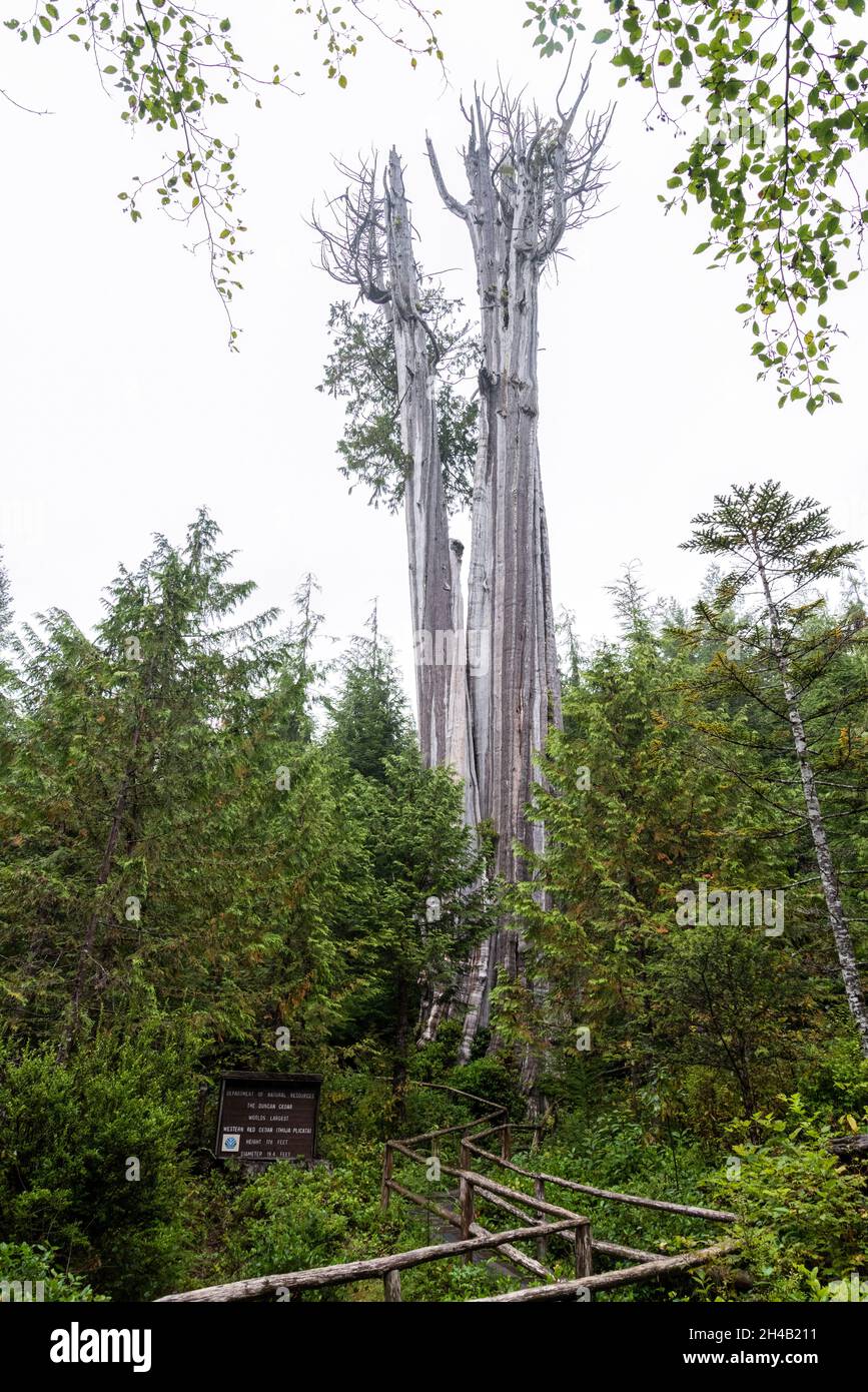 Big Cedar Tree Kalaloch in Olympic National Park, USA Stock Photo - Alamy