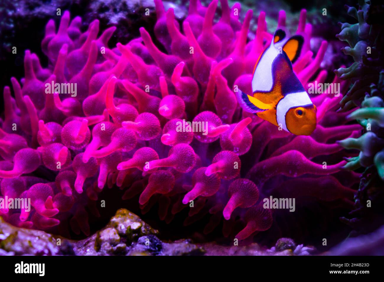 Ray-finned fish in its natural habitat Stock Photo - Alamy