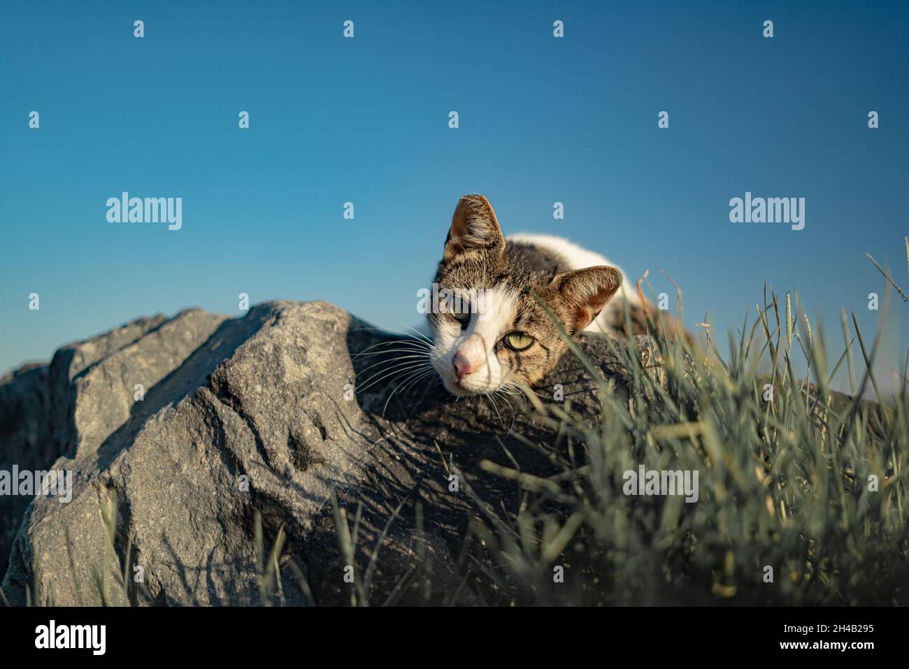 Portrait of cat looking down from the rock with blue sky Stock Photo ...