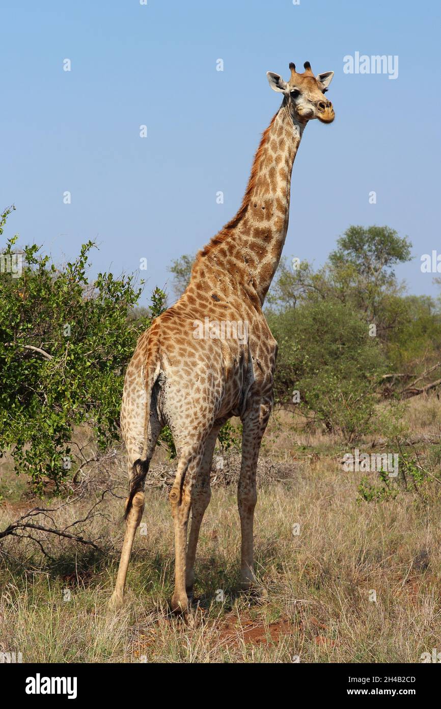 Giraffe / Giraffe / Giraffa camelopardalis Stock Photo - Alamy