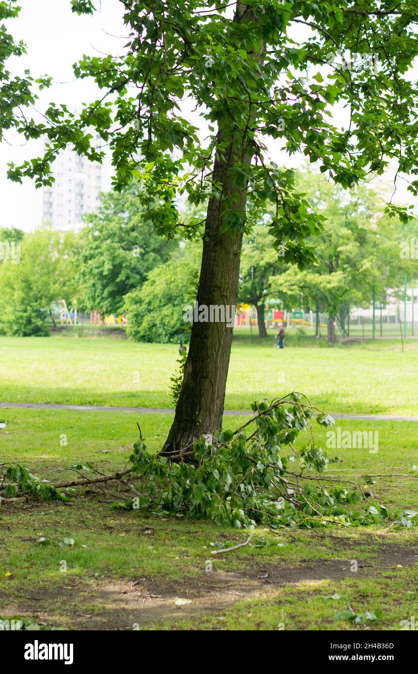 Tree with broken branches fallen on the ground Stock Photo - Alamy