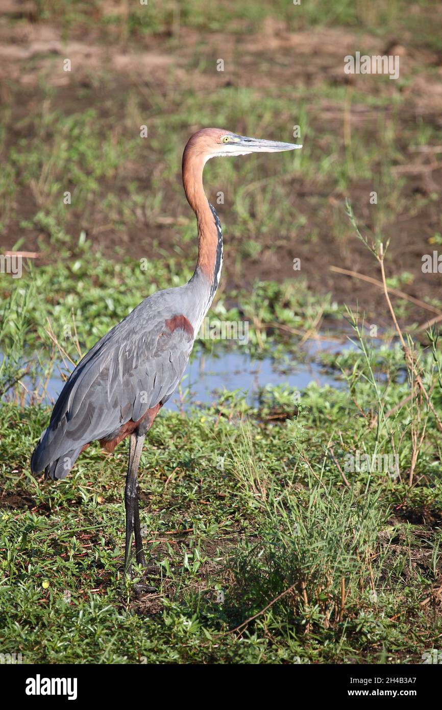 Goliathreiher / Goliath heron / Ardea goliath Stock Photo - Alamy