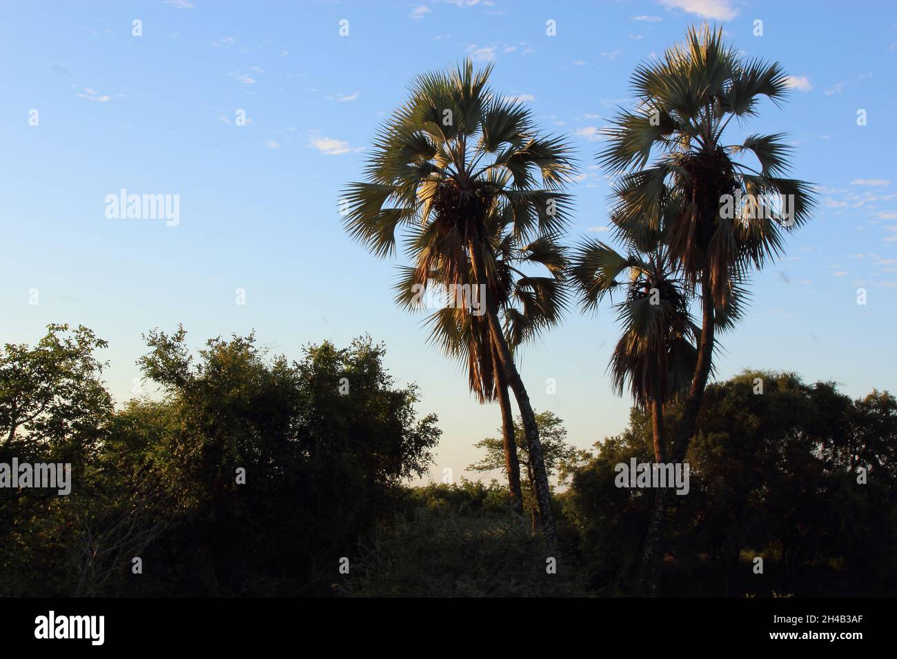 Afrikanischer Busch / African Bush Stock Photo - Alamy