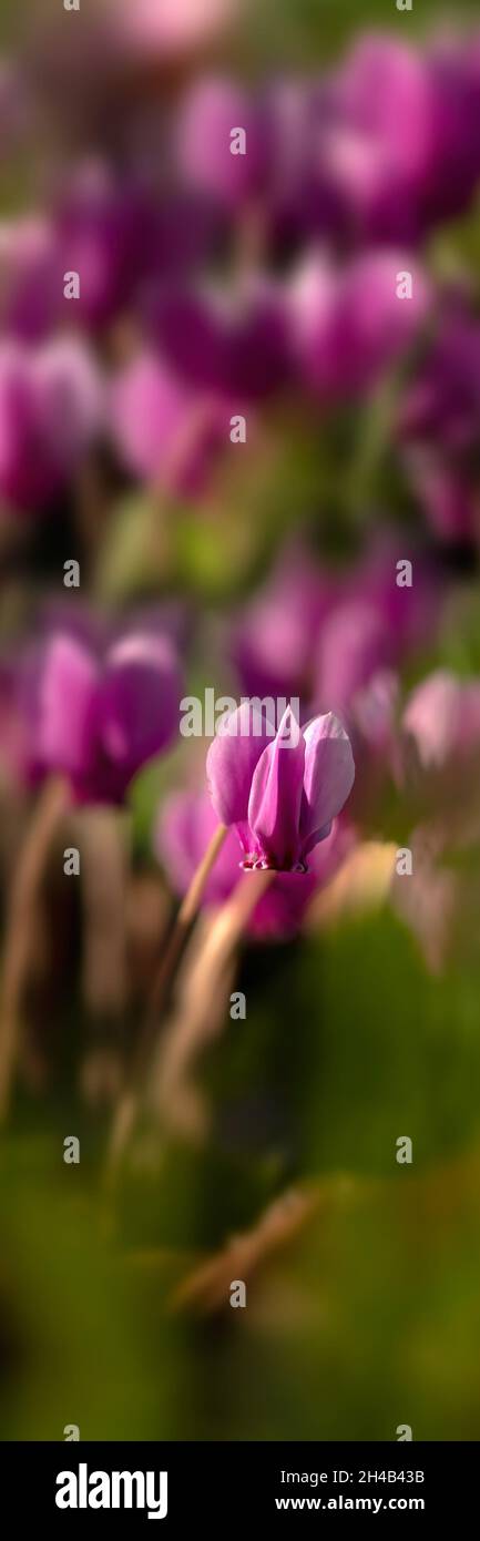 Upright panorama of flowers of Ivy-leaved cyclamen (Cyclamen ...
