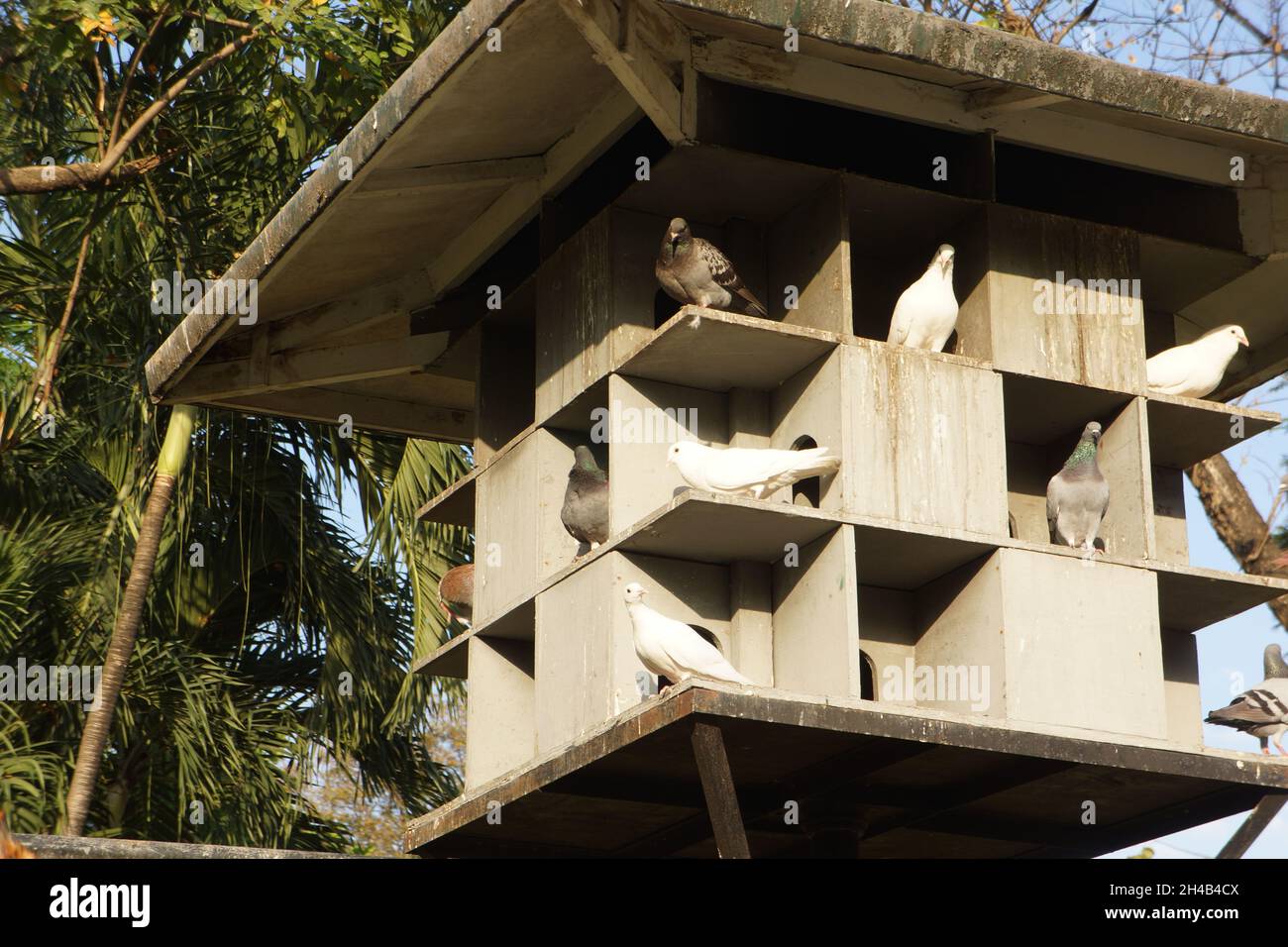 Pigeon coop hi-res stock photography and images - Alamy