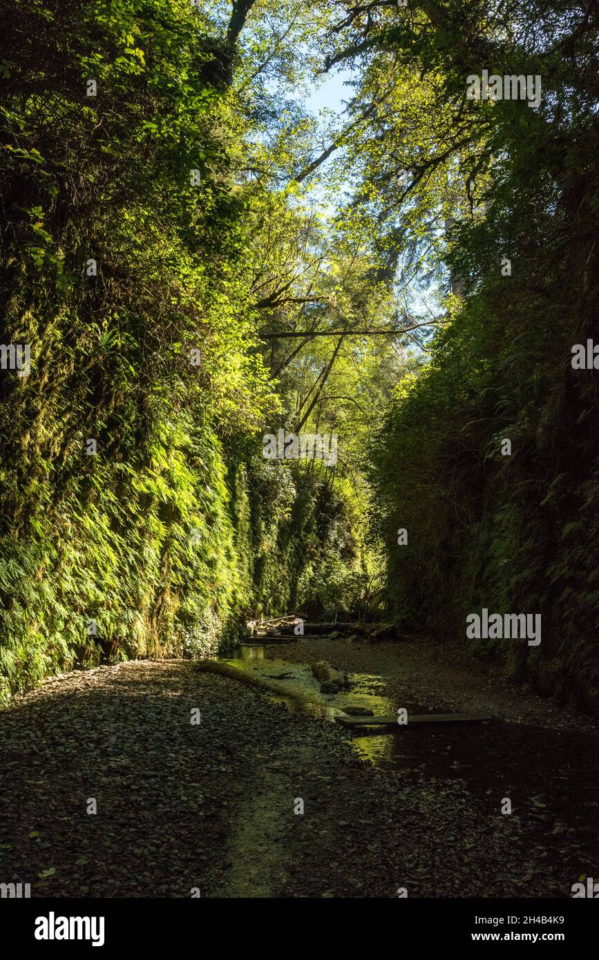 Beautiful Fern Canyon at the California west coast, Redwood National ...