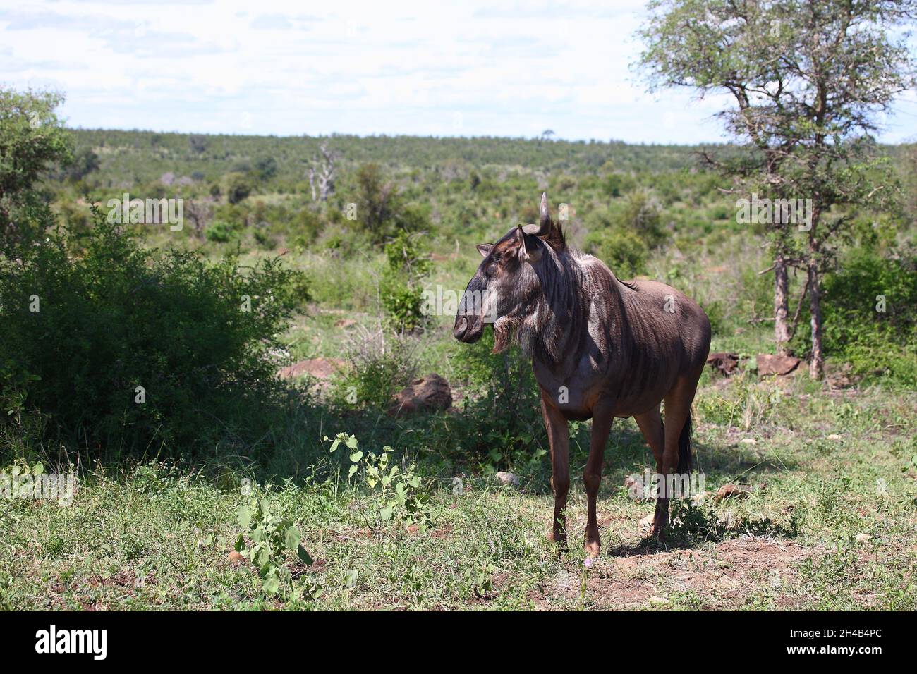 Streifengnu / Blue wildebeest / Connochaetes taurinus Stock Photo - Alamy