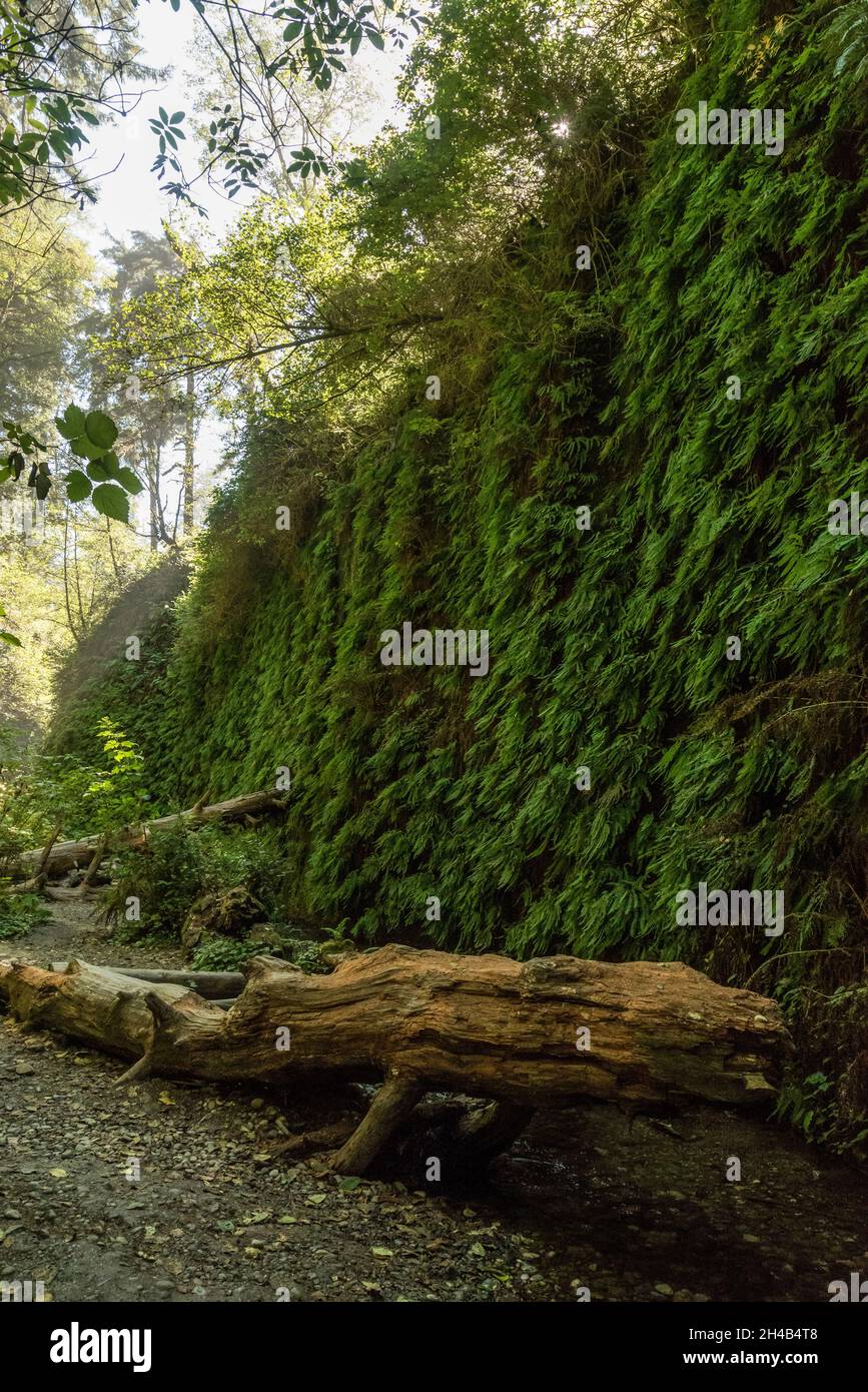 Beautiful Fern Canyon at the California west coast, Redwood National ...