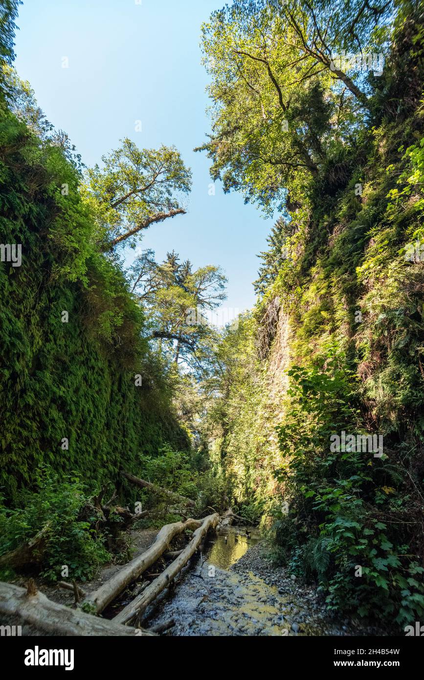 Beautiful Fern Canyon at the California west coast, Redwood National ...