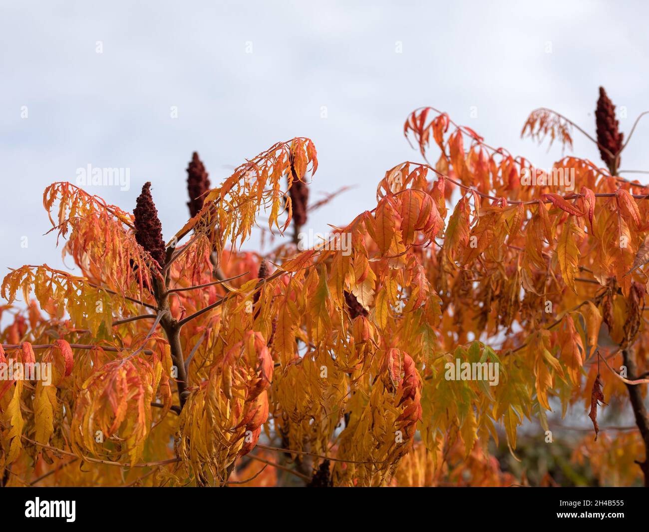 Leaves of a Stag's horn tree (Rhus typhina) in autumn Stock Photo - Alamy