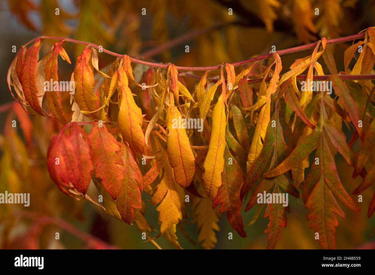 Leaves of a Stag's horn tree (Rhus typhina) in autumn Stock Photo - Alamy