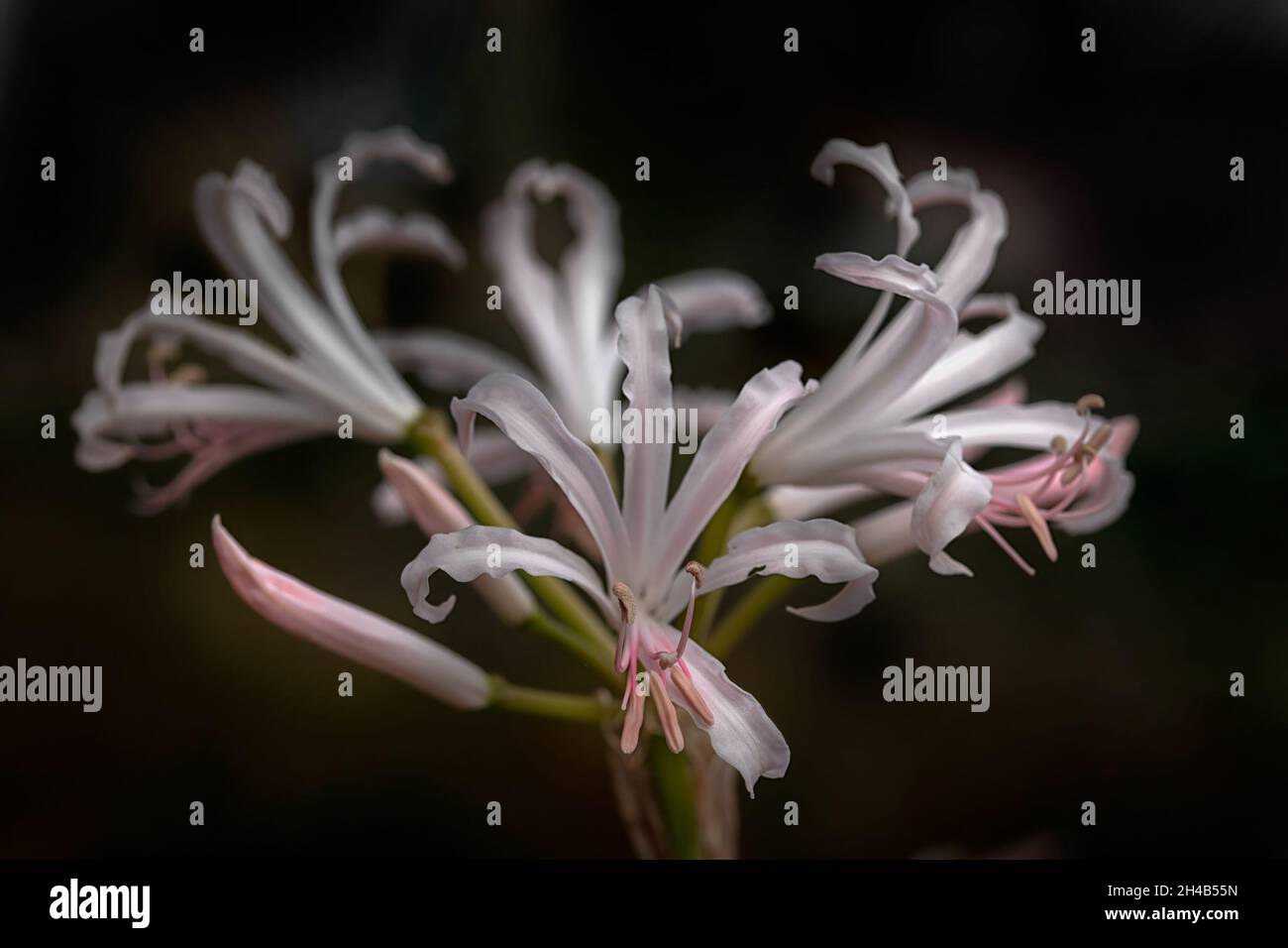 Closeup of flowers of Nerine bowdenii 'Ostara' in autumn against a dark ...