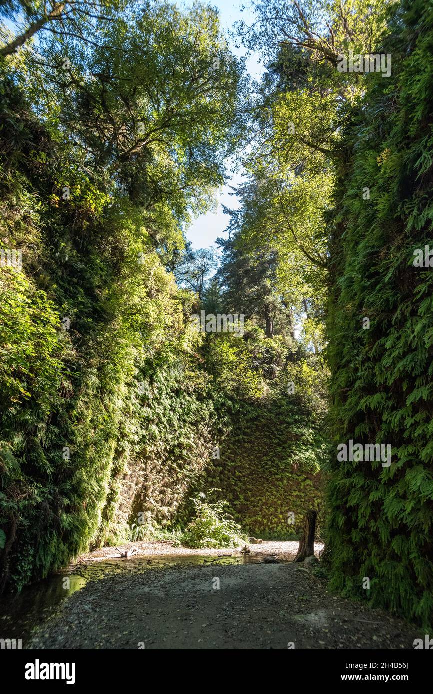 Beautiful Fern Canyon at the California west coast, Redwood National ...