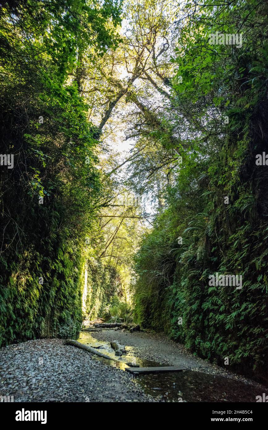 Beautiful Fern Canyon at the California west coast, Redwood National ...