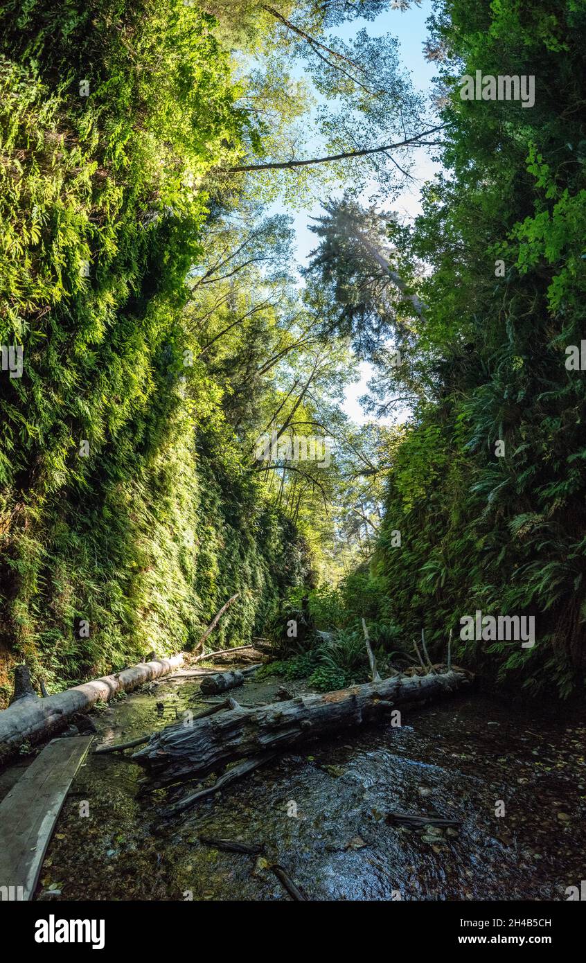 Beautiful Fern Canyon at the California west coast, Redwood National ...