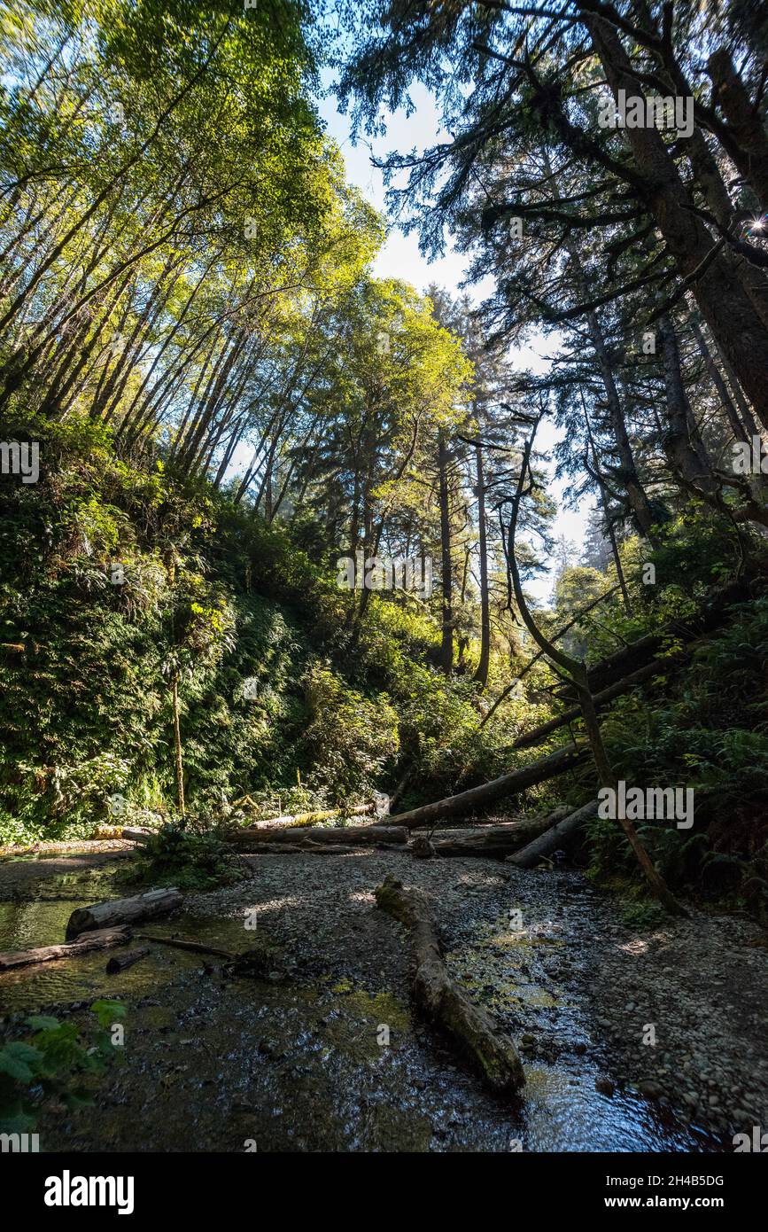 Beautiful Fern Canyon at the California west coast, Redwood National ...