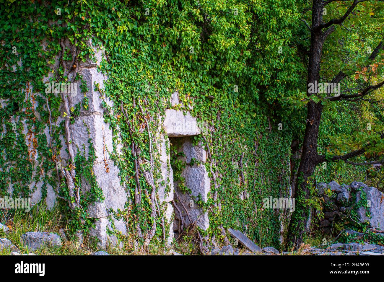 Entrance to abandoned house, plants on house walls, house walls made ...