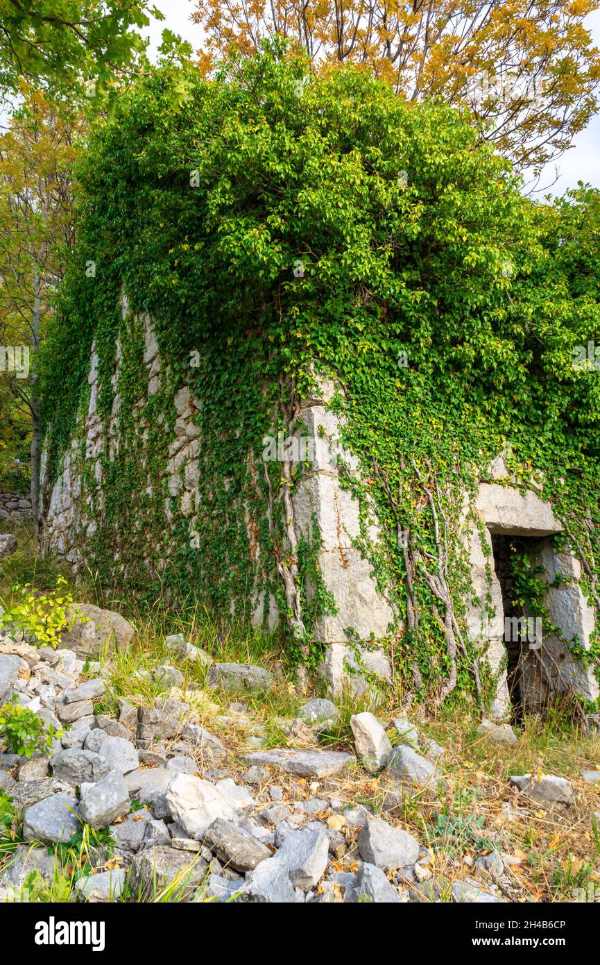 Entrance to abandoned house, plants on house walls, house walls made ...