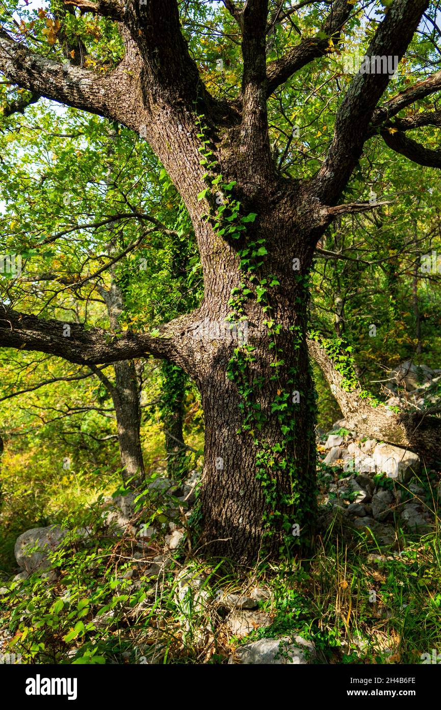 On that tree is growing other plant, green plant on tree, brown tree in ...