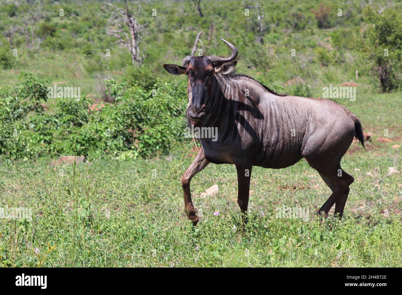 Streifengnu / Blue wildebeest / Connochaetes taurinus Stock Photo - Alamy