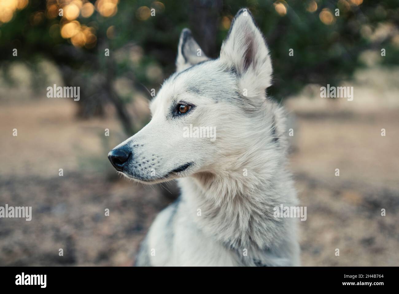 Closeup profile of Siberian Husky Stock Photo - Alamy
