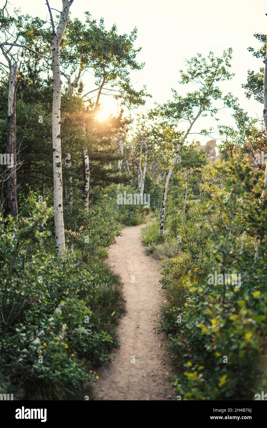 Nature trail sun through trees hi-res stock photography and images - Alamy