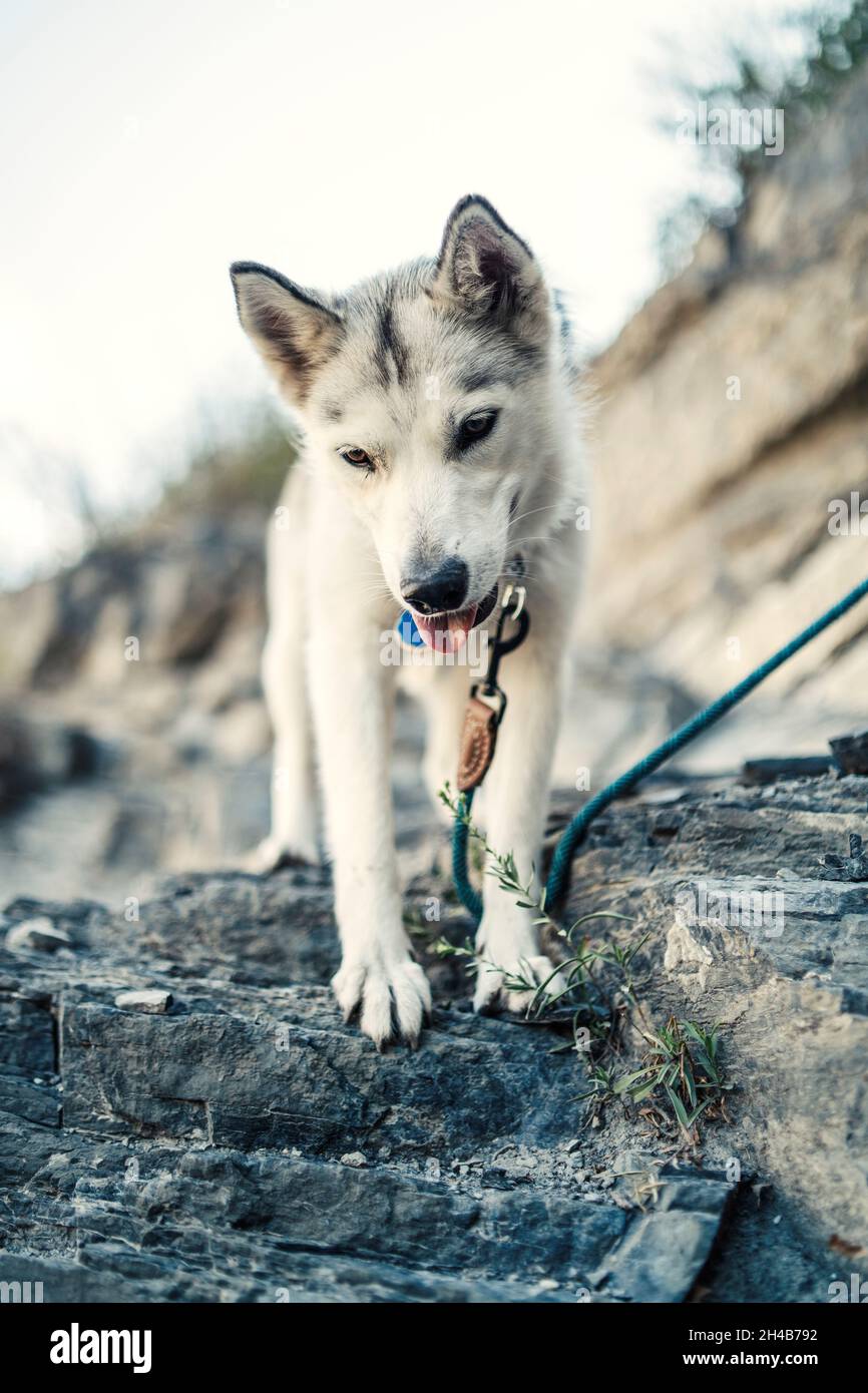 Siberian Husky closeup looking down Stock Photo - Alamy