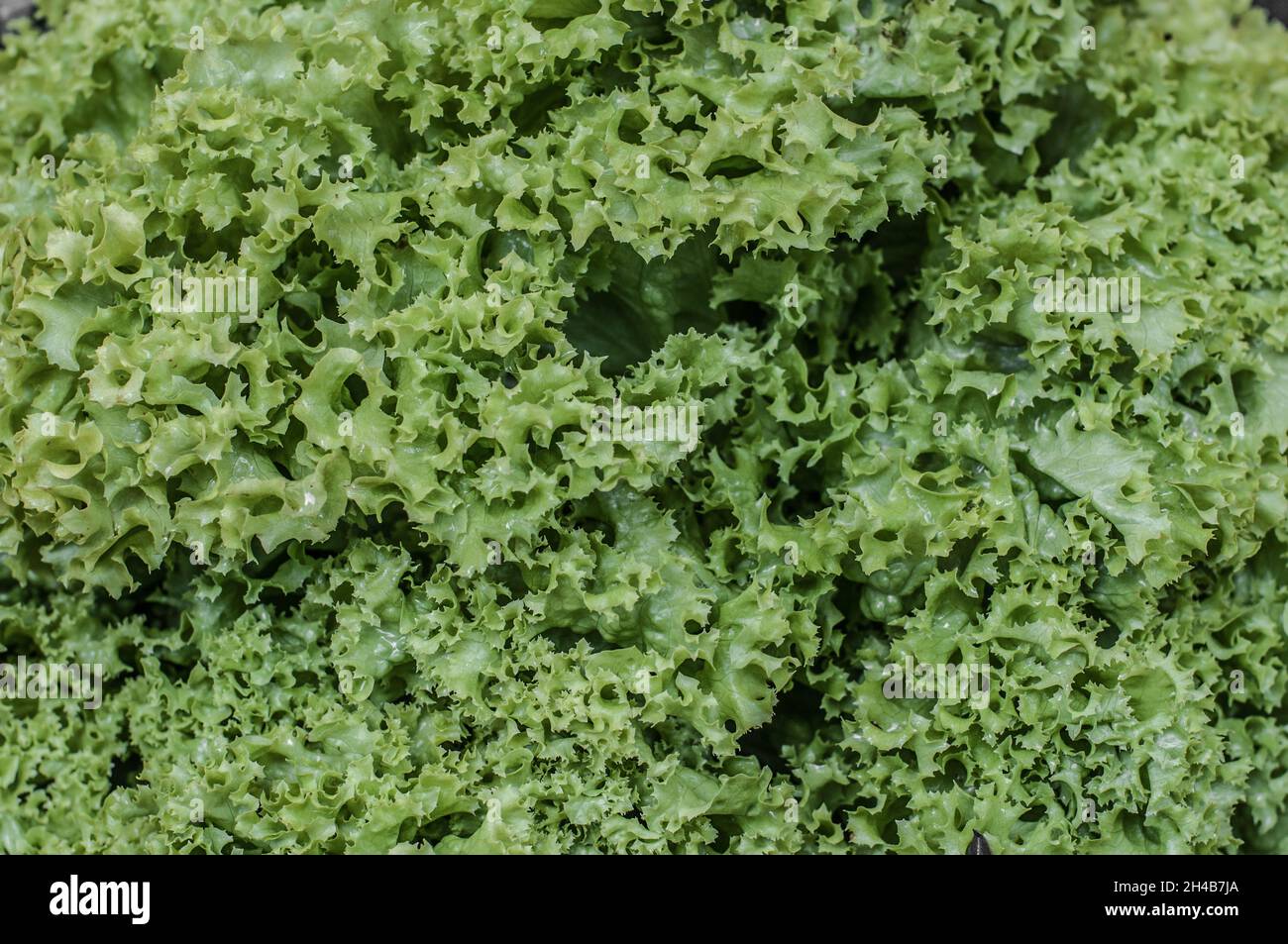 Crunchy lettuce hi-res stock photography and images - Alamy