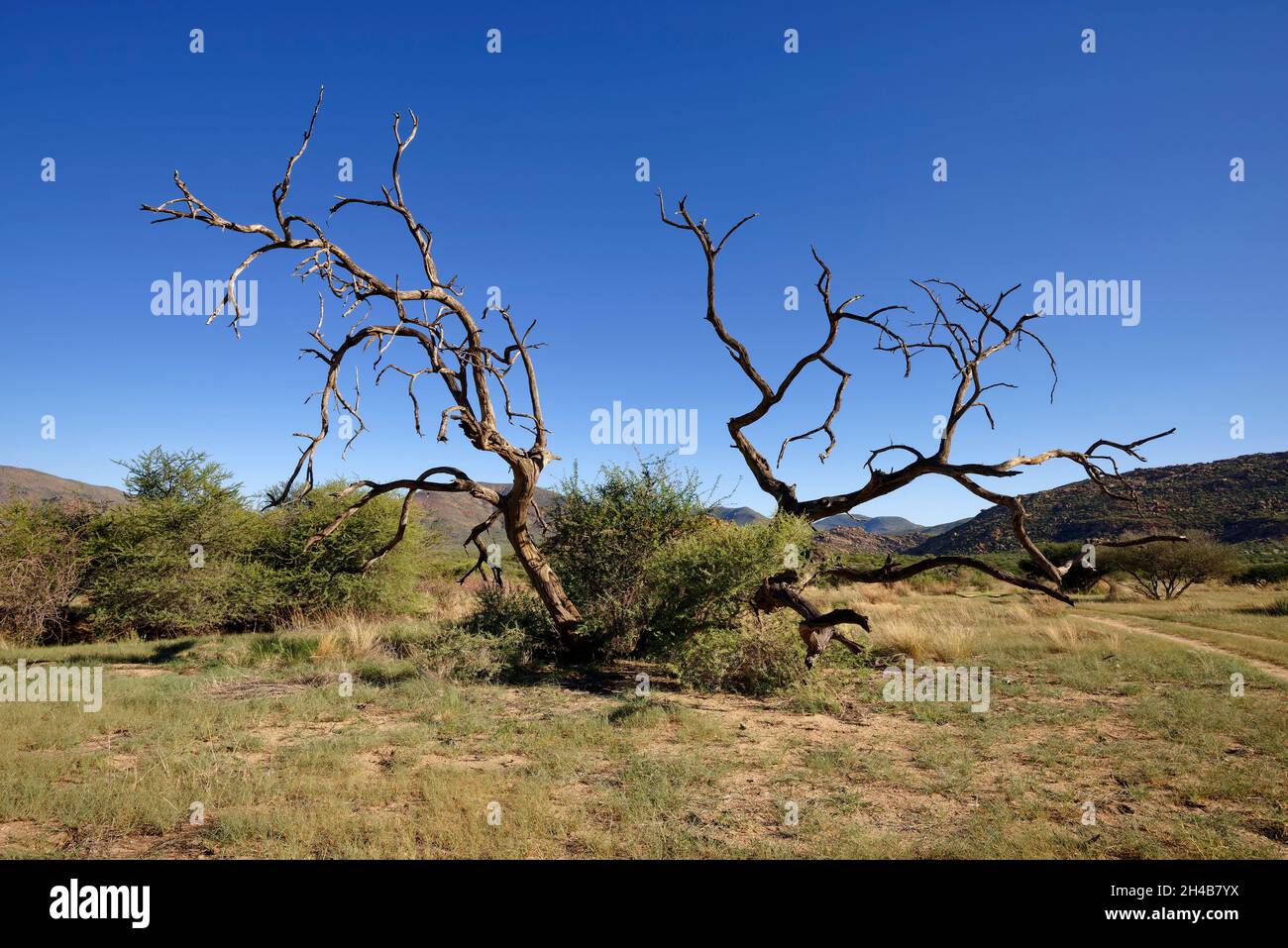Farm Omandumba (guest farm): Dead camel thorn tree (Acacia erioloba) in ...