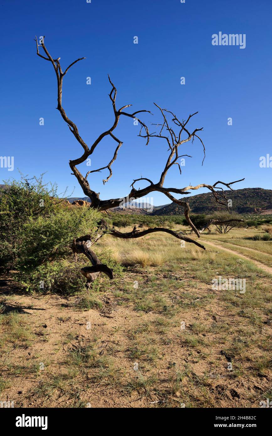 Farm Omandumba (guest farm): Dead camel thorn tree (Acacia erioloba) in ...