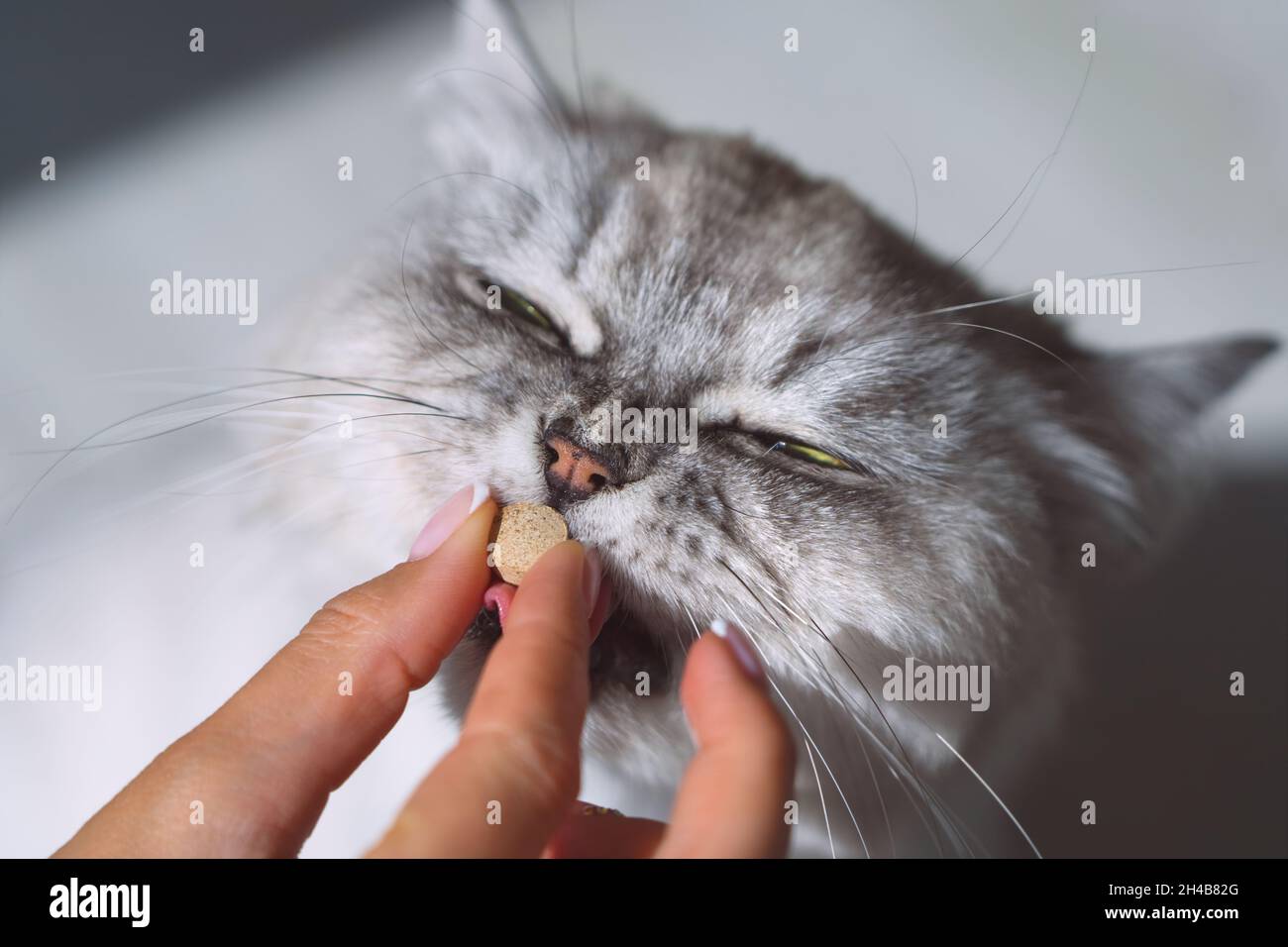 Cat receiving a medicine in a pill. Owner gives a pill to sick cat ...