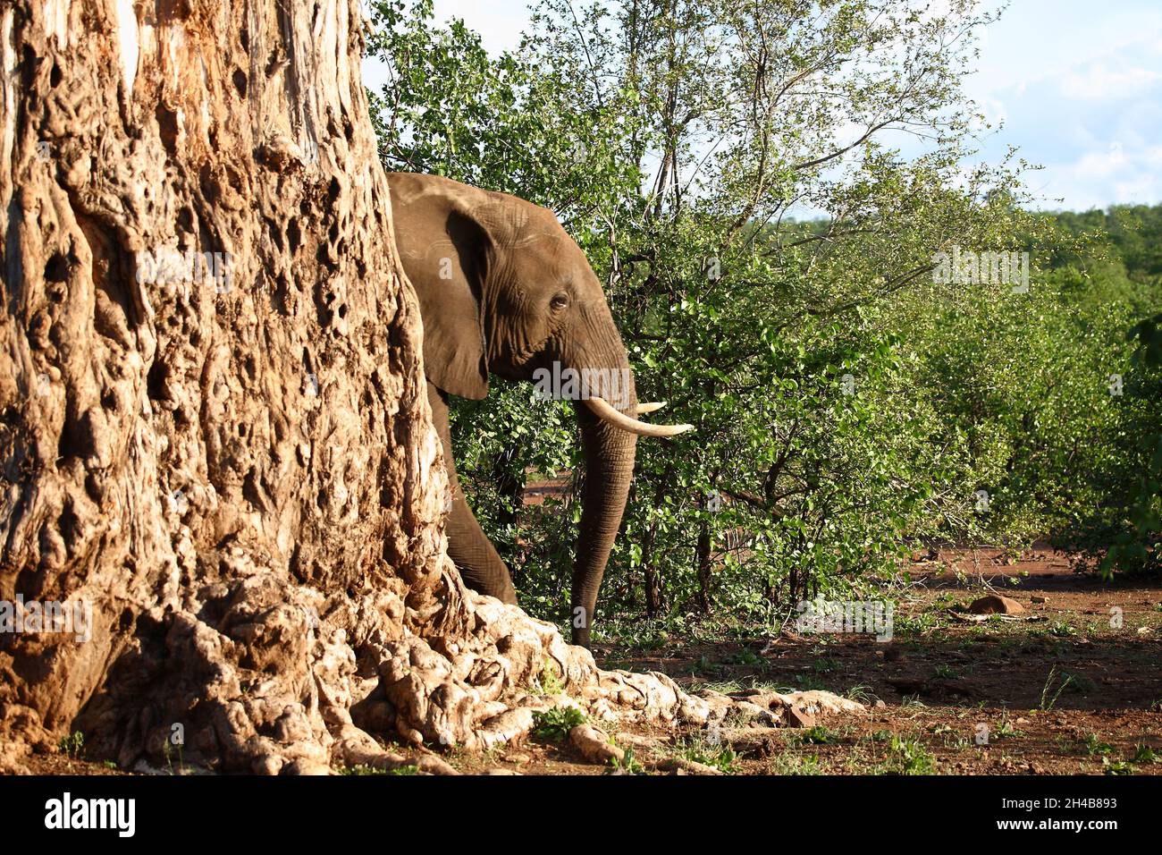 Affenbrotbaum und Elefant / Baobab and Elephant / Adansonia digitata et ...