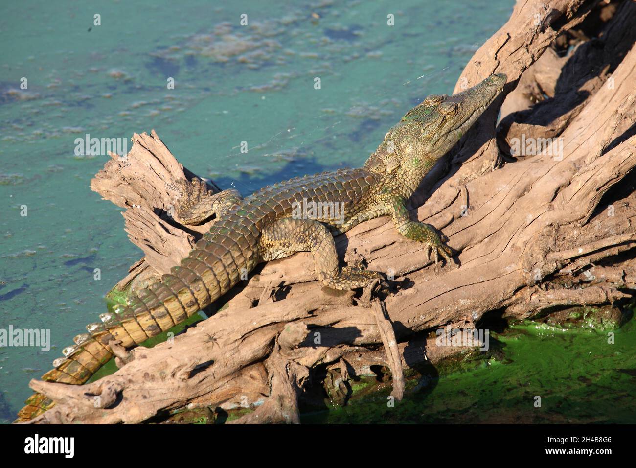 Nilkrokodil / Nile crocodile / Crocodylus niloticus Stock Photo - Alamy