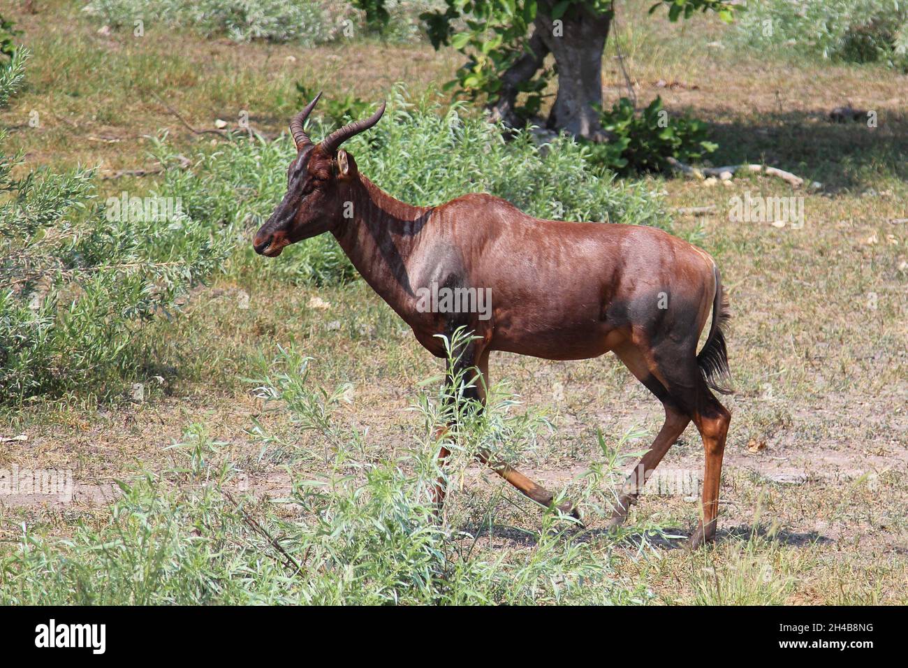 Leierantilope oder Halbmondantilope / Common tsessebe / Damaliscus ...