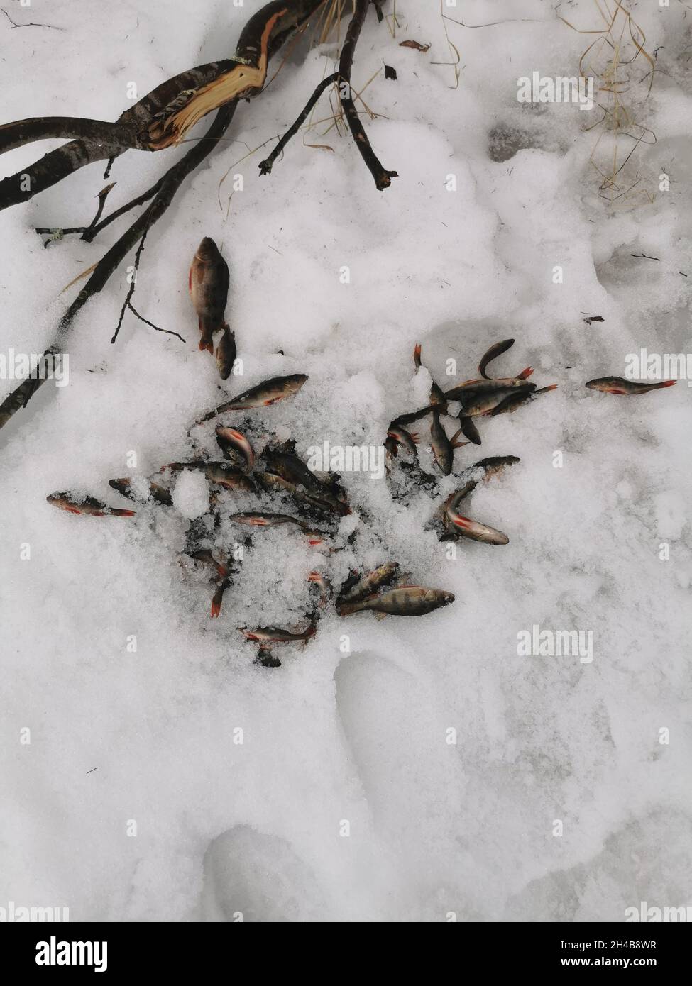 Caught fishes on snow pile in winter fishing session Stock Photo - Alamy