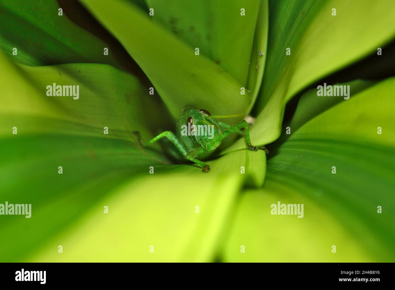 Grasshopper exoskeleton hi-res stock photography and images - Alamy Grasshopper exoskeleton hi-res stock photography and images - Alamy
