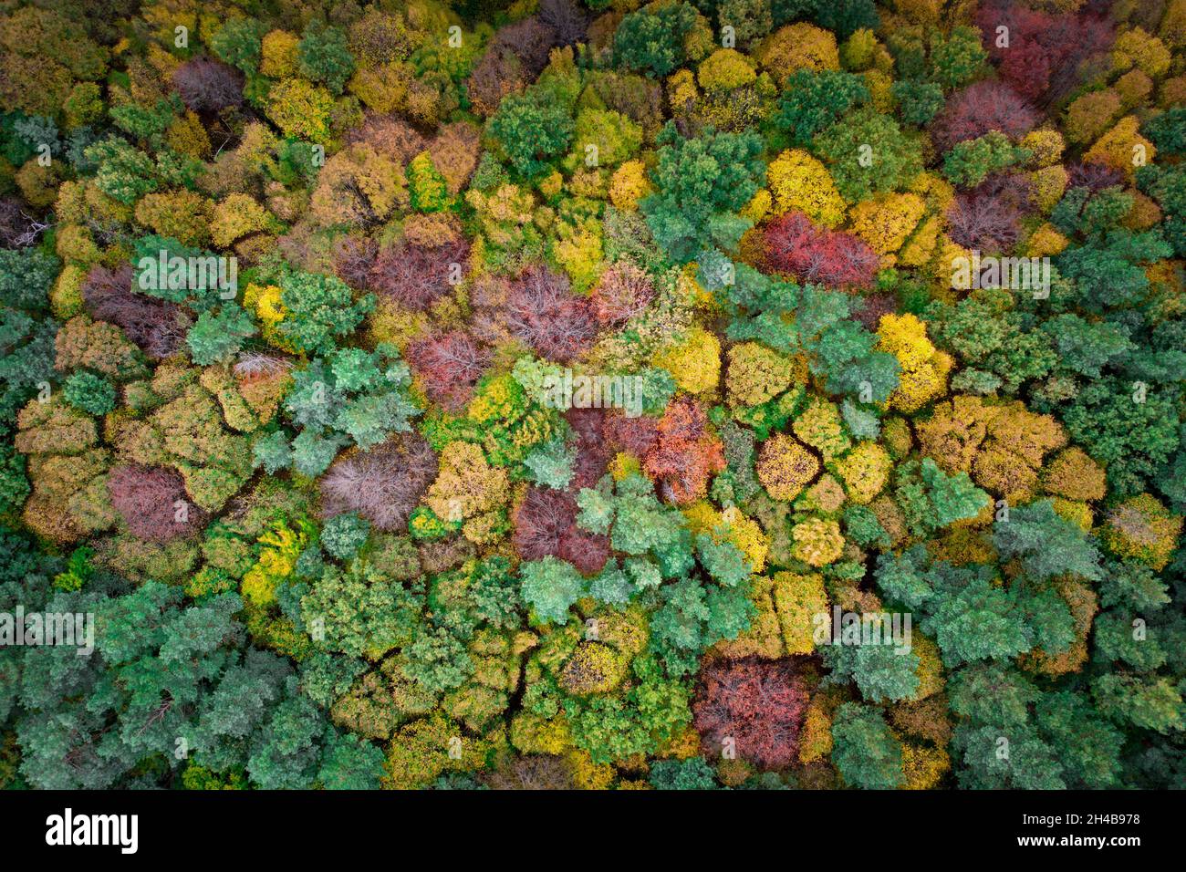 Autumn deciduous forest top view, natural background or texture Stock ...